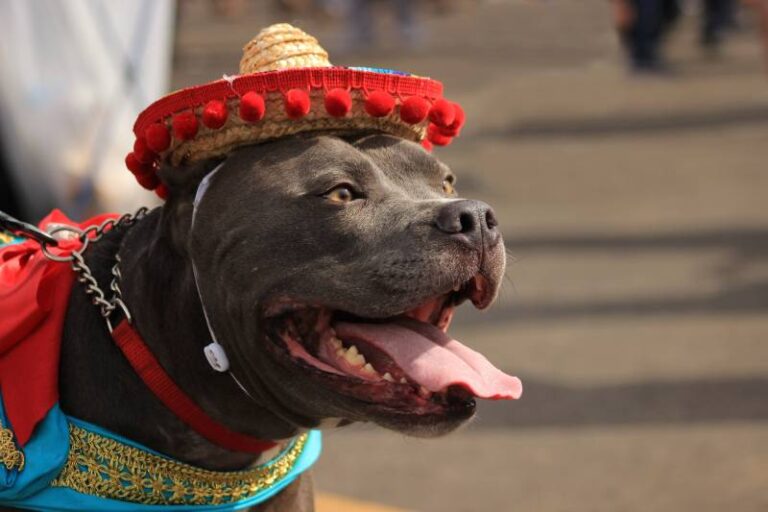 The Mexican Pitbull: Unleashing the Facts - DoggoNation.com